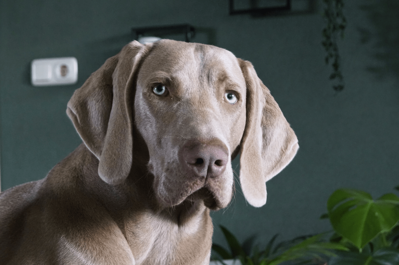 7 Dog Breeds With the Prettiest Eyes in the World - Parade Pets