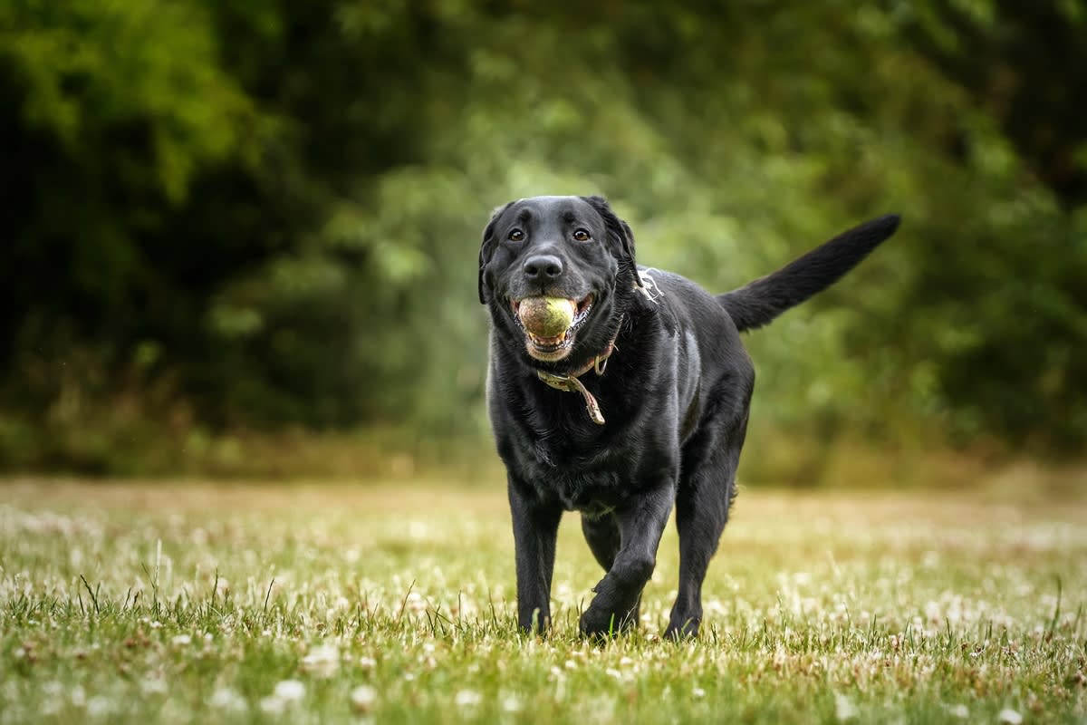 Black Lab’s ‘Throw It Down There’ Fetch Game With Septic Workers Is ...