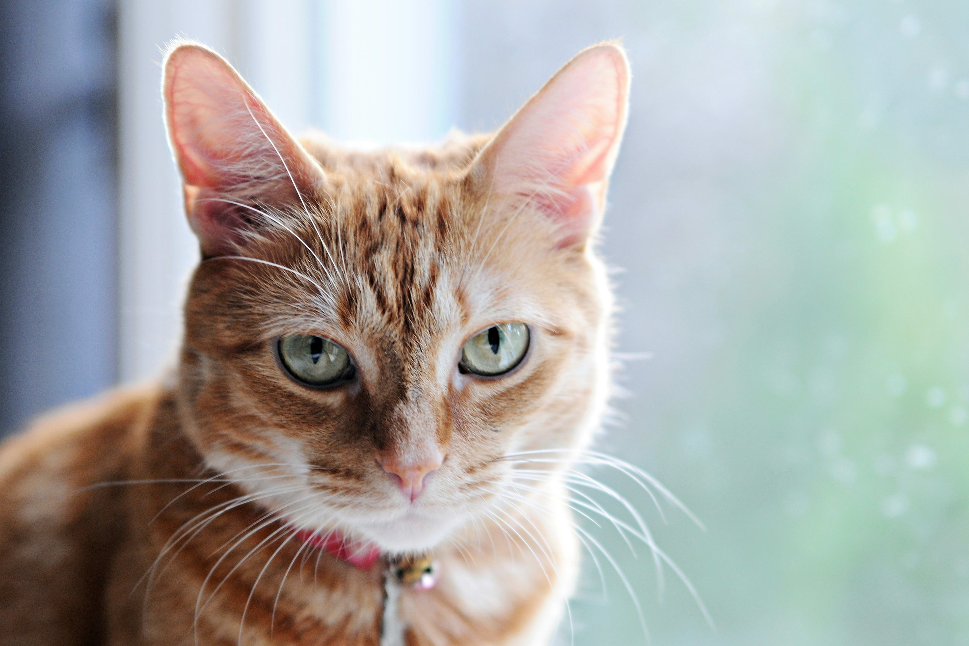 Orange Kitten Literally Hanging From a Chandelier Is the Definition of ...