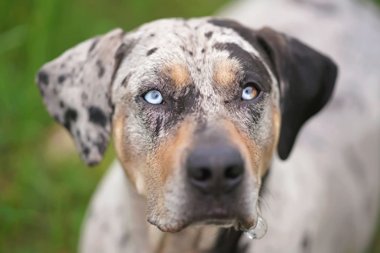 7 Dog Breeds With the Prettiest Eyes in the World - Parade Pets
