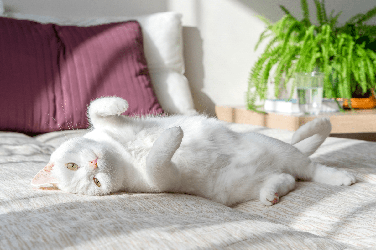 Stunning White Cat Demands Attention Until Mom Sees His Special Talent ...