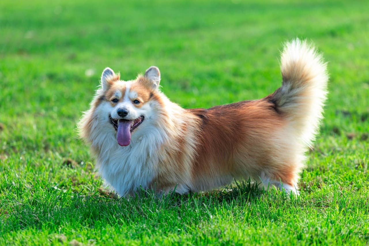 7 Friendly Small Dogs That Will Make You Smile, Say Vets - Parade Pets