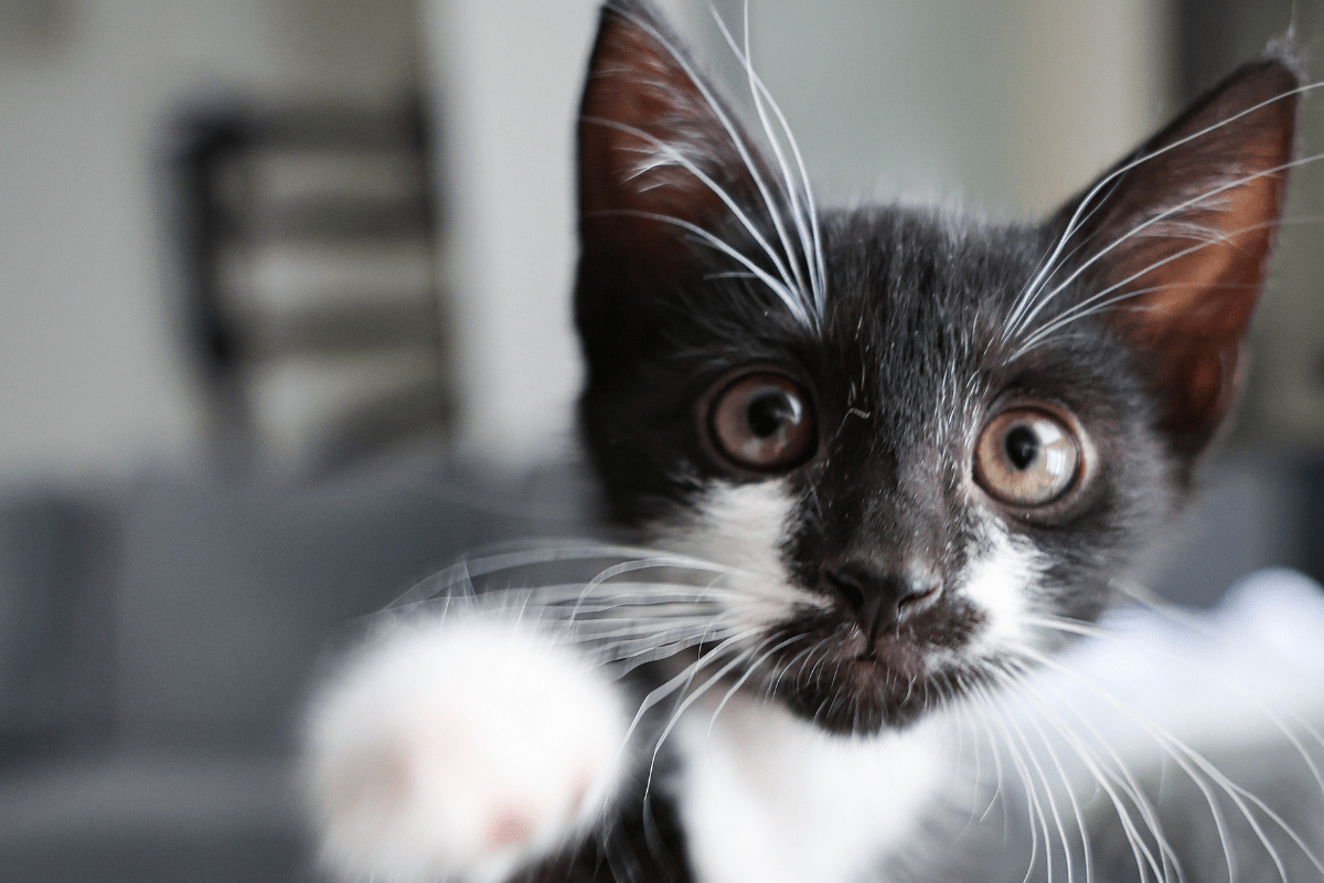 Black Cat’s Mood Change After Meeting His New Kitten Brother Is ...