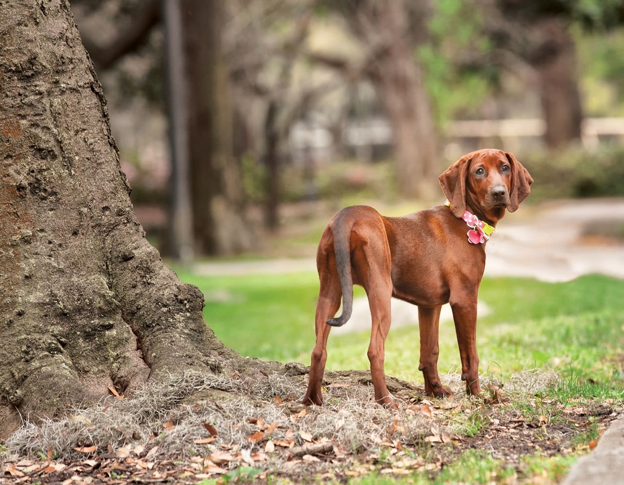 Incredible Rescue Coonhound Climbing in Football Jersey Has Us Amazed ...