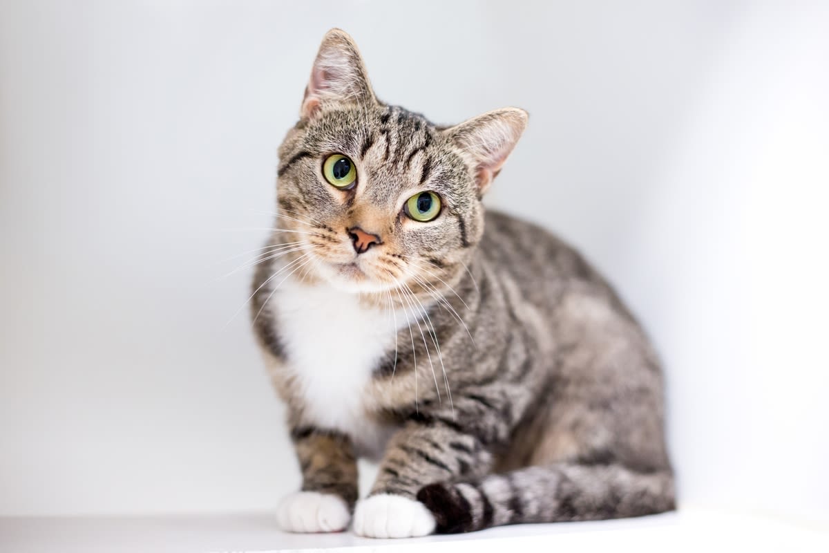 Unsocial Barn Cat and Her ‘Not a Cat Person’ Dad Form the Sweetest ...