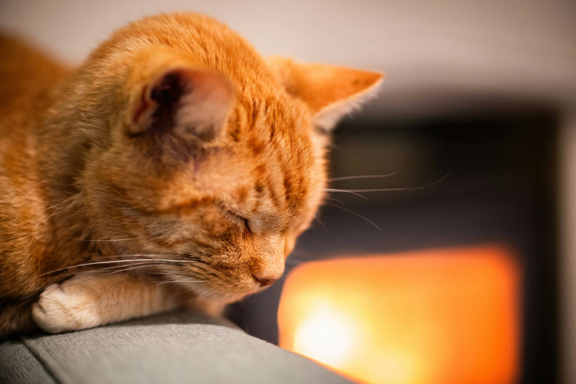 Orange Cat Sweetly Enjoying Love From Mom Is a 'Happy Block of Cheddar ...