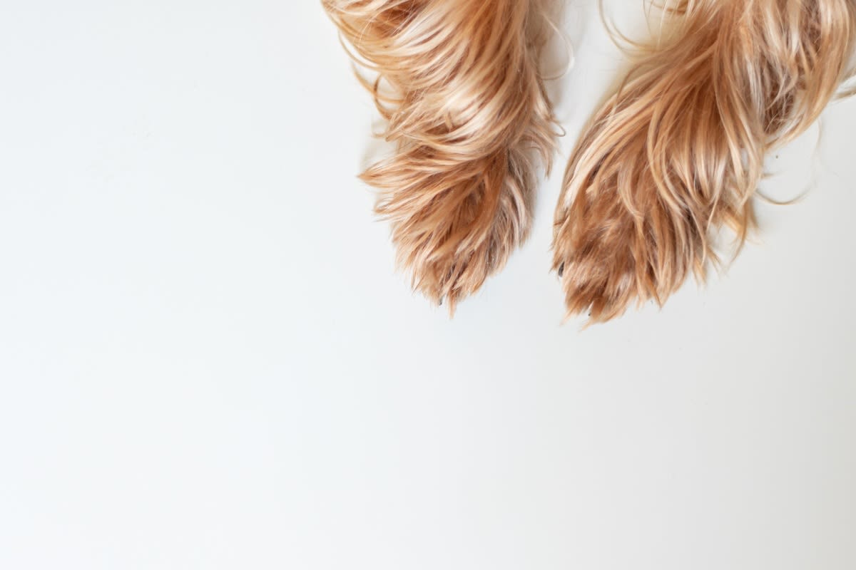 Floppy Tri-Color Bernedoodle Looks Like a Melted S’more—and Everyone’s ...