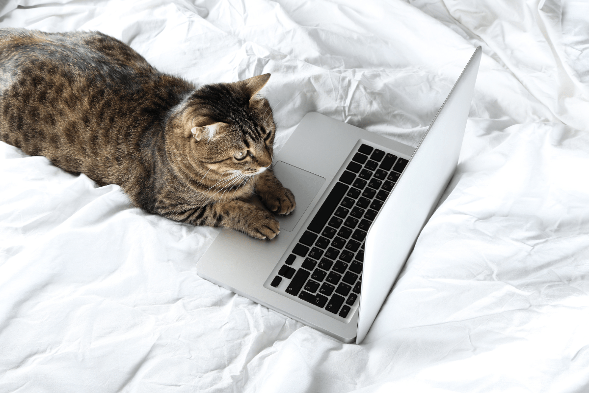Chatty Tabby Cat Decides Mom’s Laptop Is the Perfect Place To Work ...