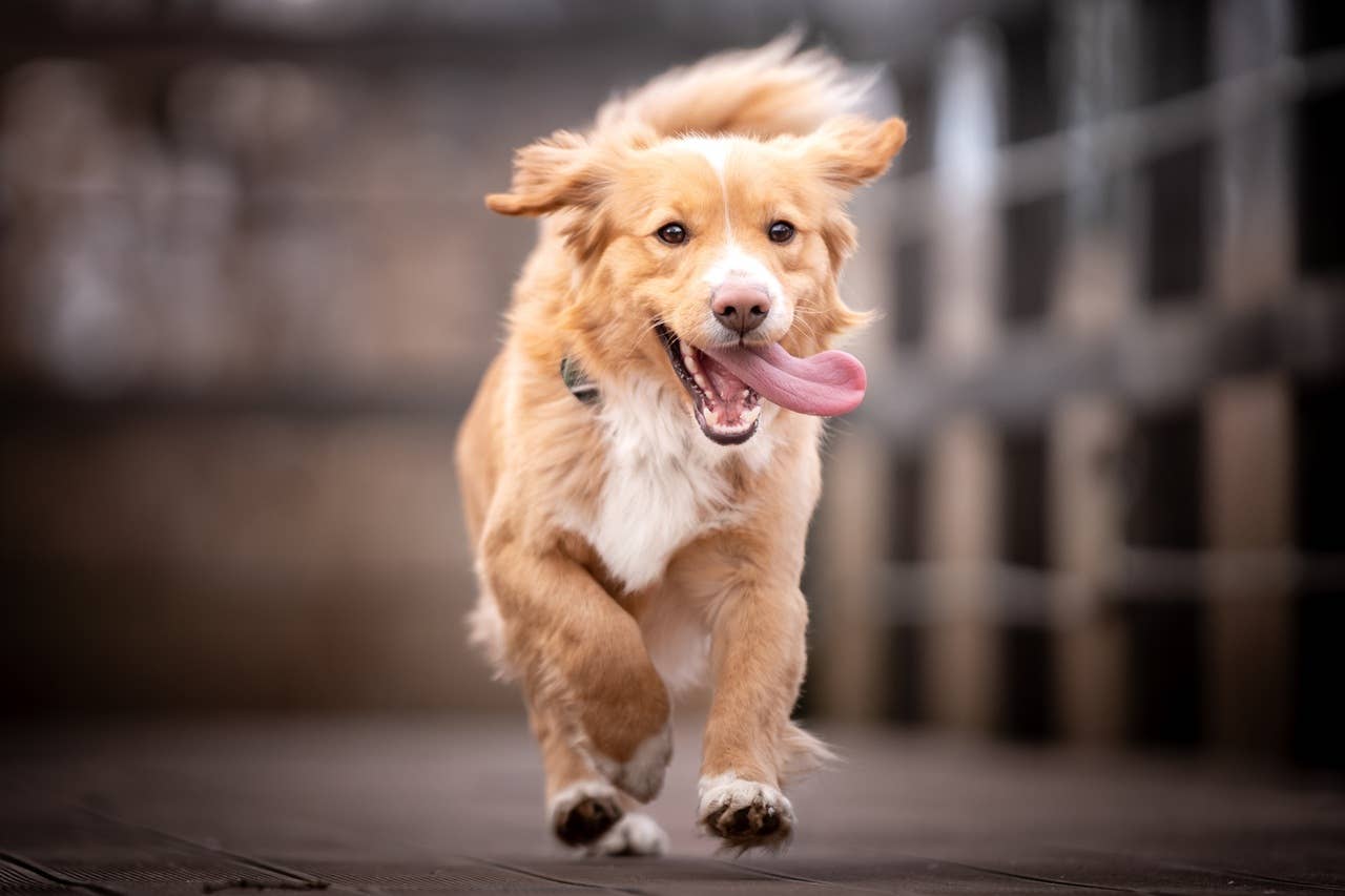 7 Top High-Energy Dog Breeds for Active Families, Say Experts - Parade Pets