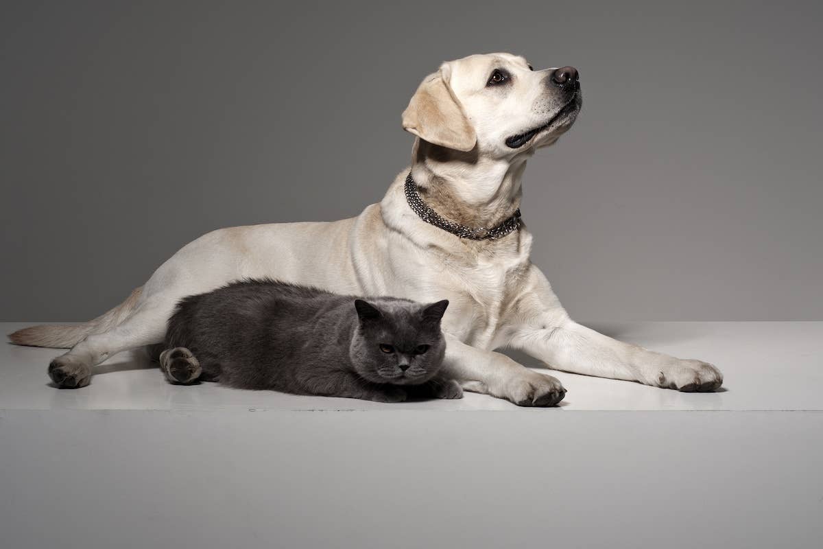 Sweet Family Cat Comforts Senior Dog With Massages After Rehab and It’s ...