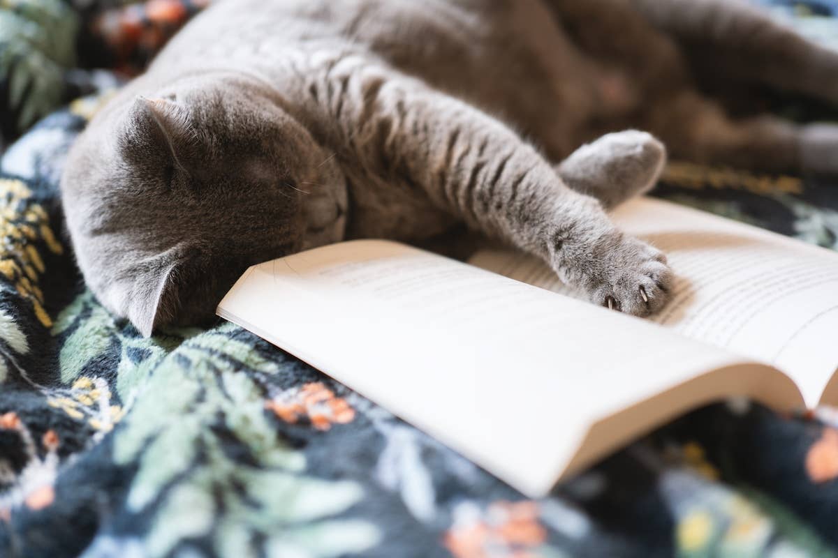 Toddler Tries To Get Her Cat To Read Her a Book—and It’s the Sweetest ...