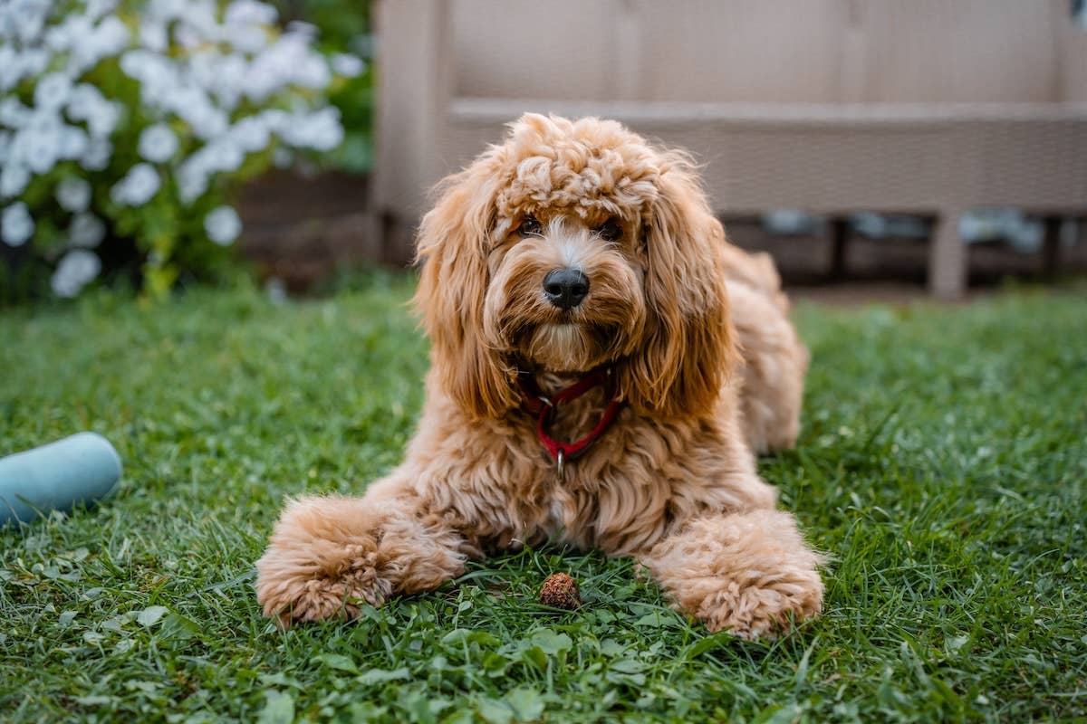 Tiny Goldendoodle Bravely Saves His Family From Fire - Parade Pets