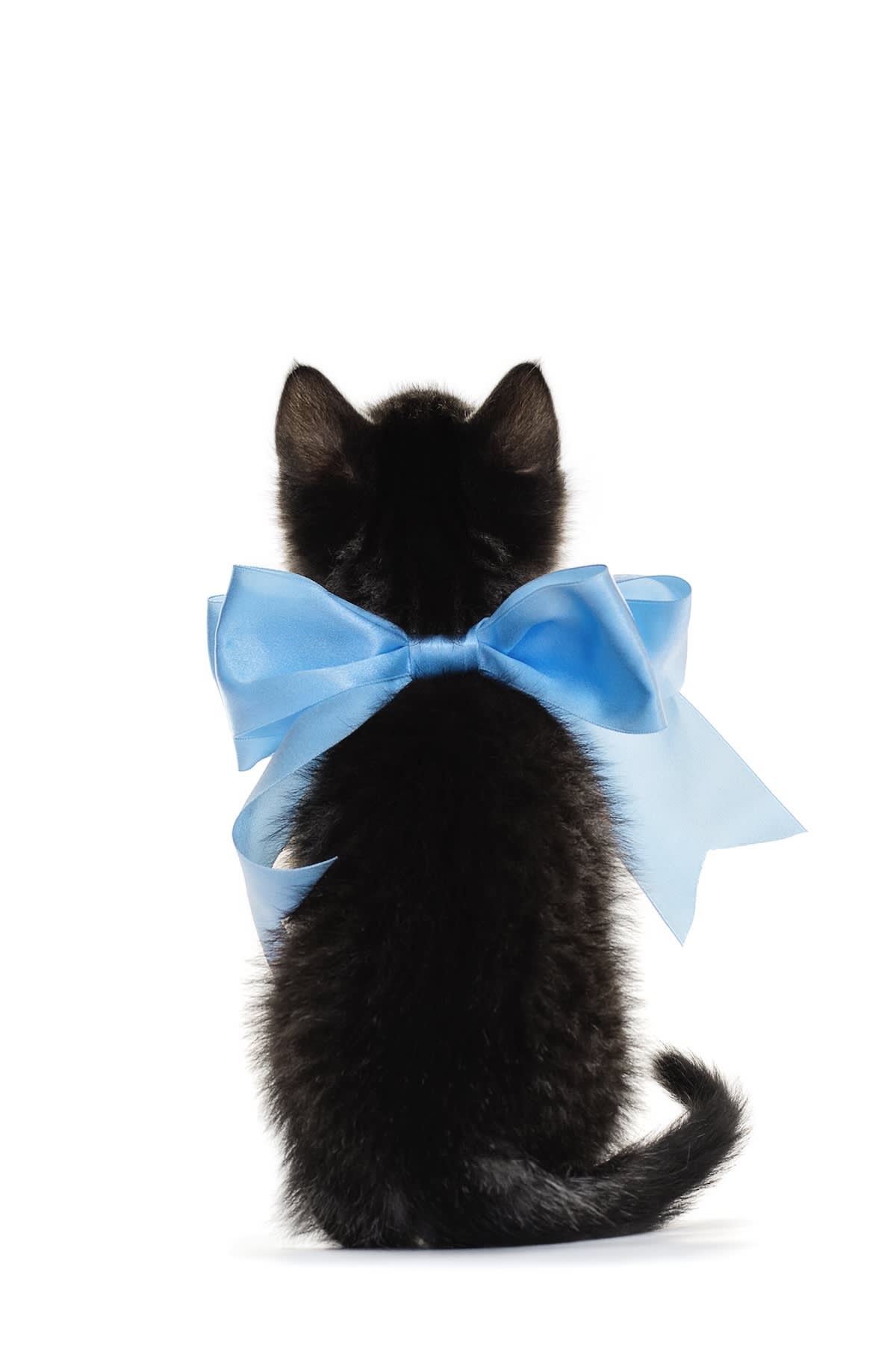 Pretty Black Rescue Kitten Shines Bright in Her Rhinestone Collar and ...