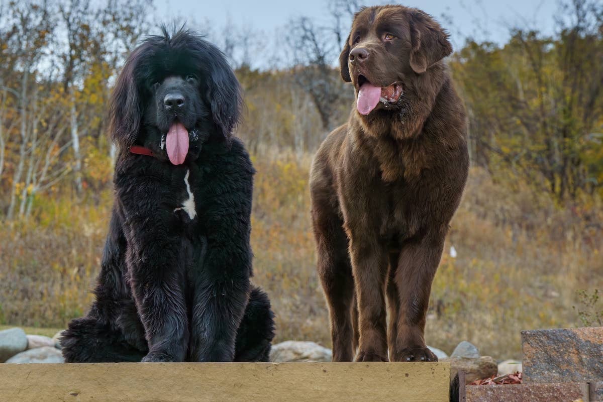 Giant Newfoundlands on a Sunday Stroll With Their Stuffies Are Pure ...