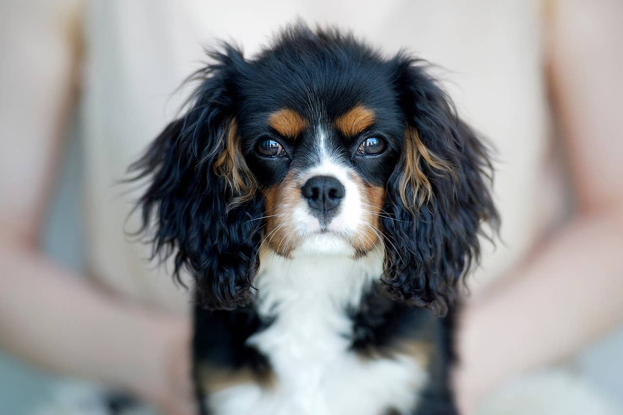 7 Classic Dog Breeds Vets Say Are the Most Loyal Companions - Parade Pets