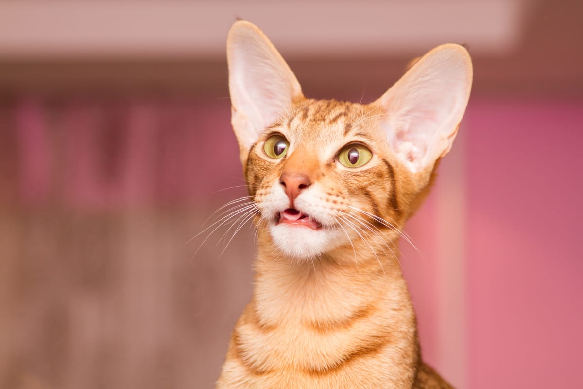 Video of Oriental Shorthair Cat 'Warming His Toe Beans' on Dishwasher ...