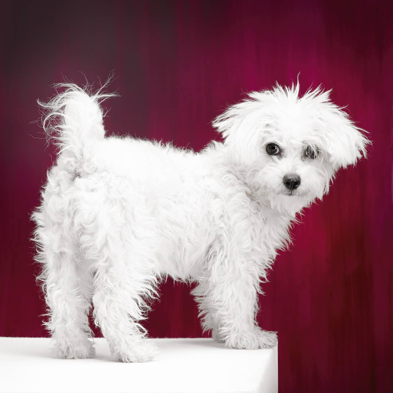 7 Small Quiet Dog Breeds That Don't Bark a Lot, Say Experts - Parade Pets