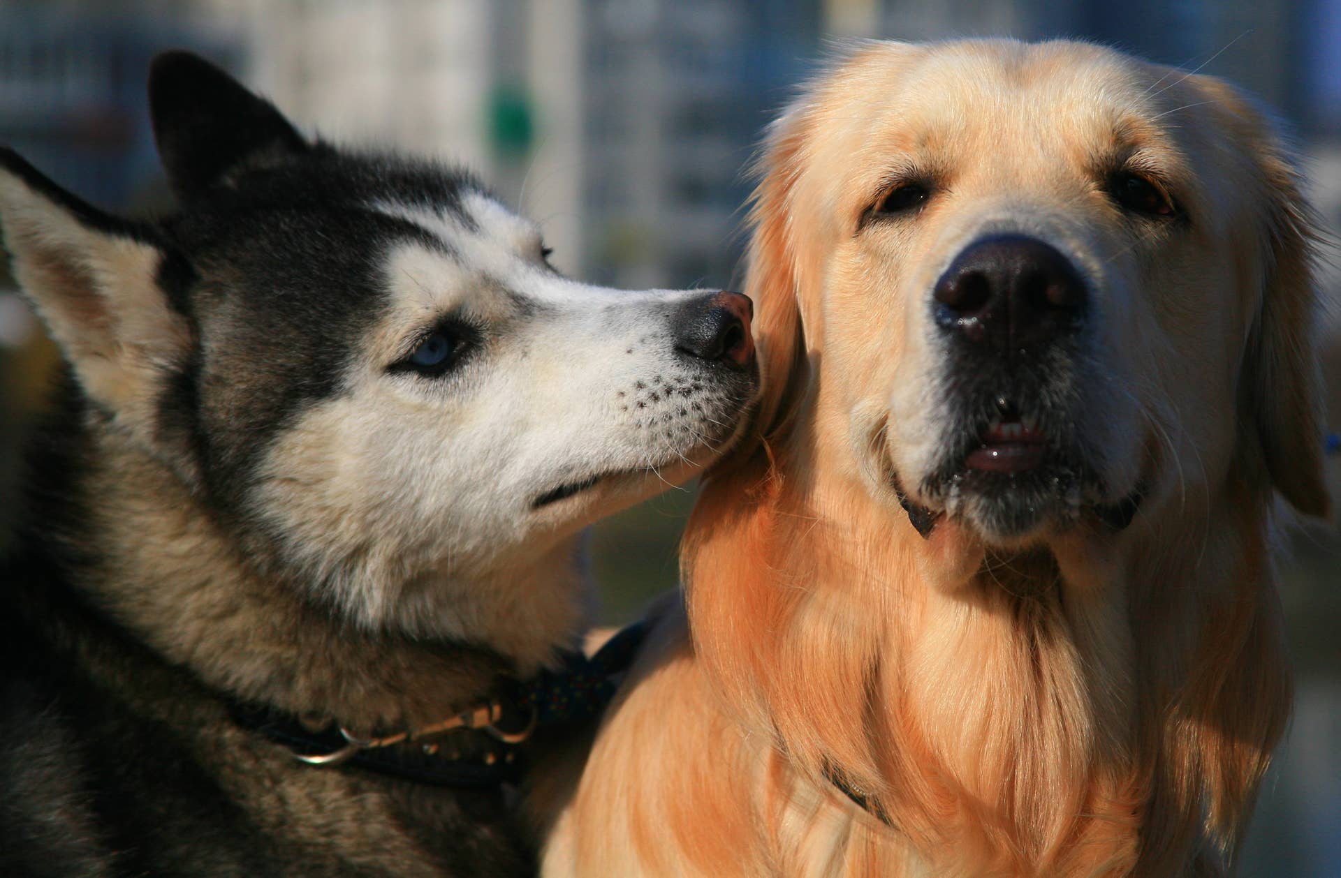 Rescue Dog Who Lost Canine Bestie Finds Healing With New Husky Sibling ...