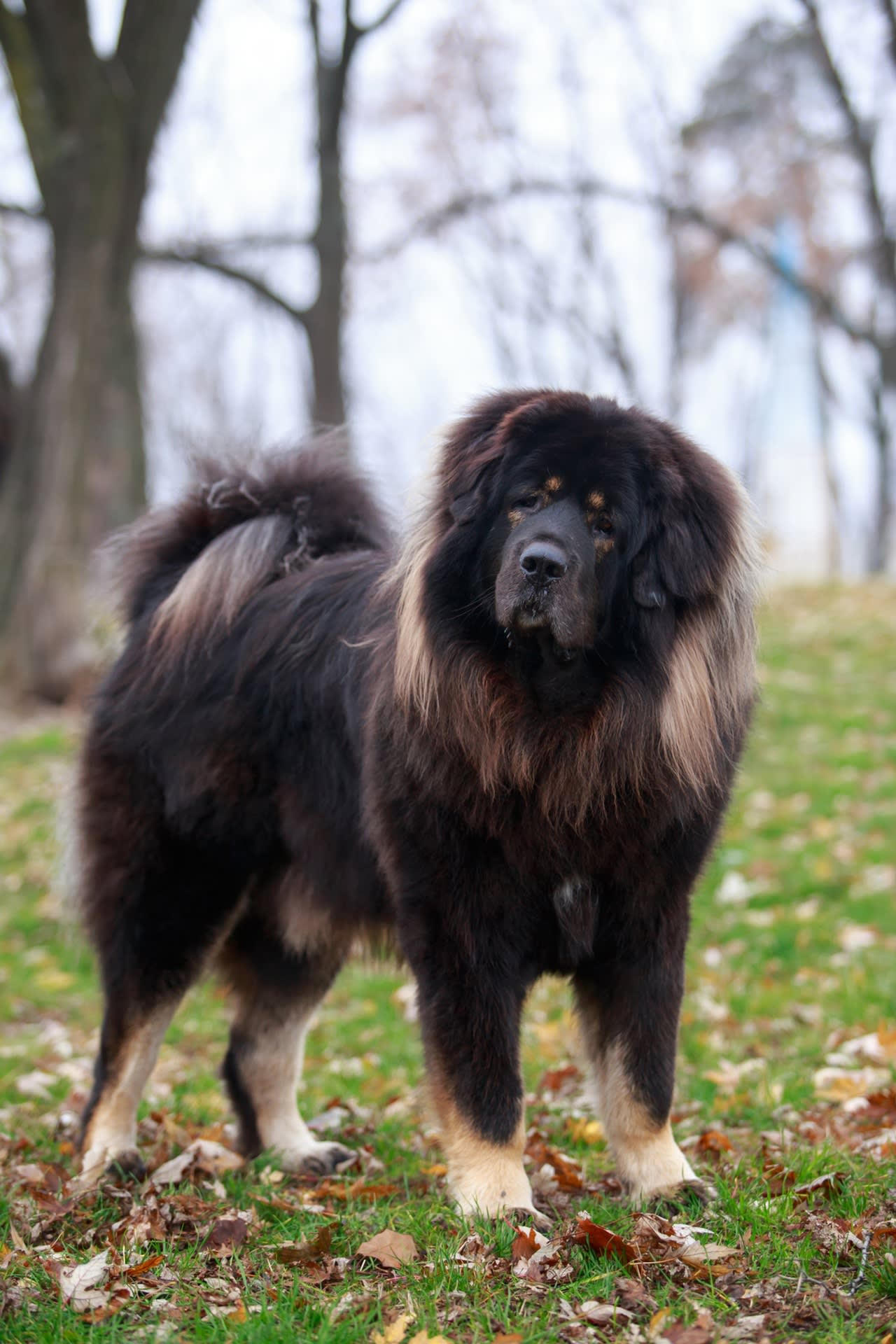 The 6 Most Expensive Dog Breeds You’ll Ever See, Per Experts - Parade Pets