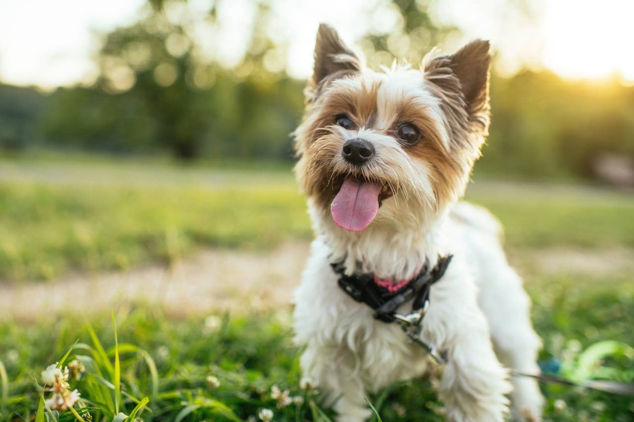 The 6 Most Expensive Dog Breeds You’ll Ever See, Per Experts - Parade Pets