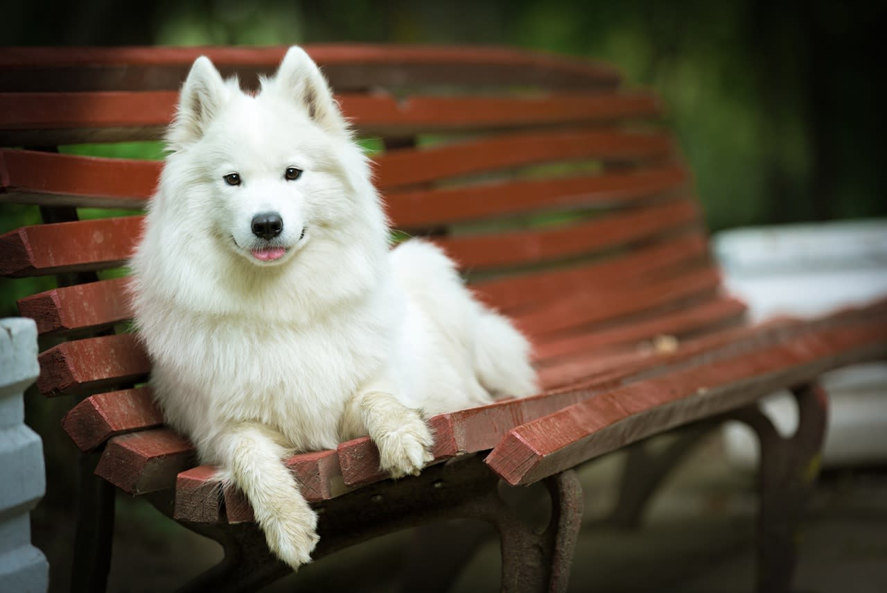 The 6 Most Expensive Dog Breeds You’ll Ever See, Per Experts - Parade Pets