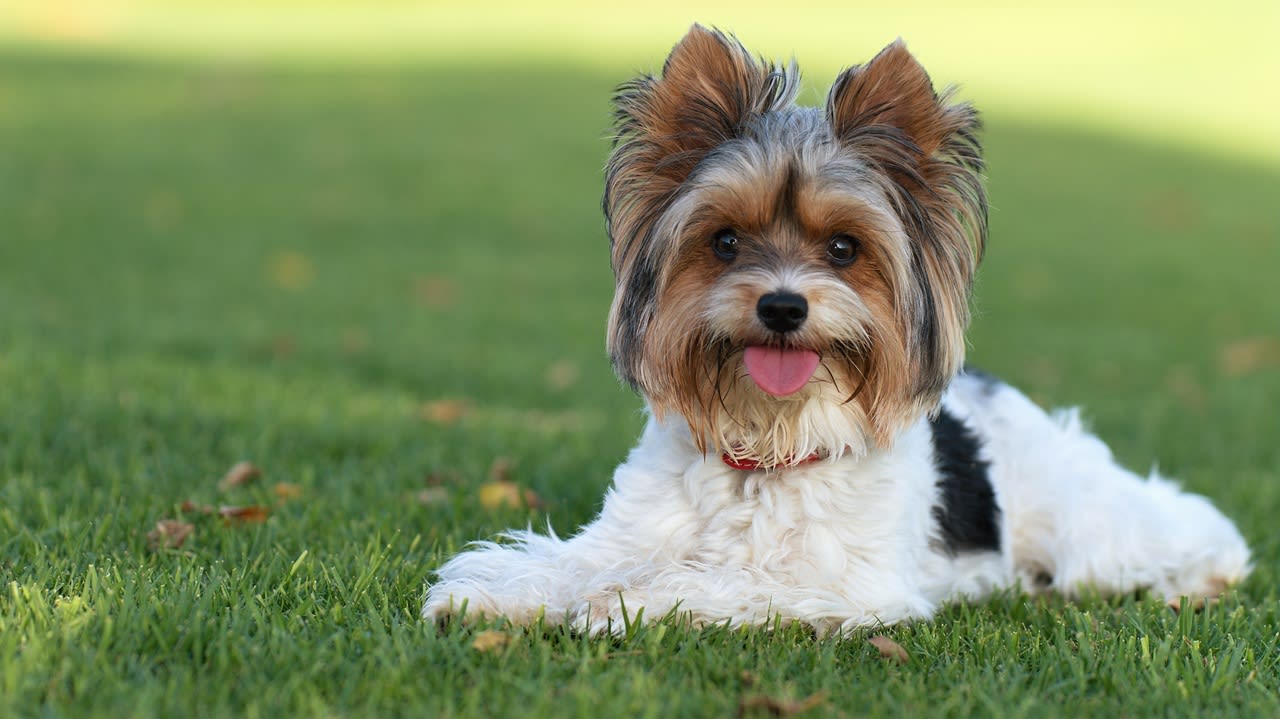 The 6 Most Expensive Dog Breeds You’ll Ever See, Per Experts - Parade Pets