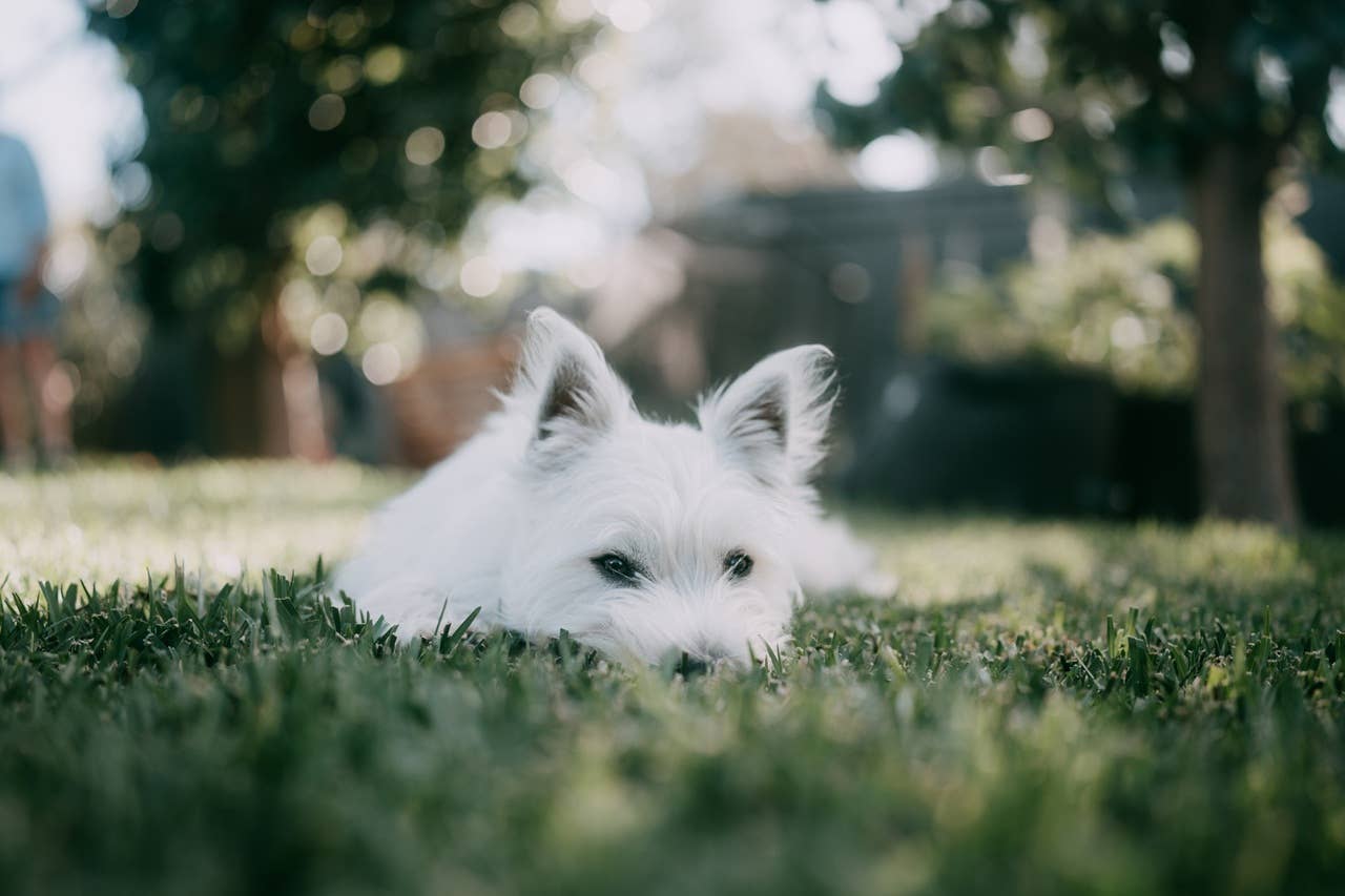 7 Signs You Hurt Your Dog’s Feelings & How to Rebuild Trust - Parade Pets
