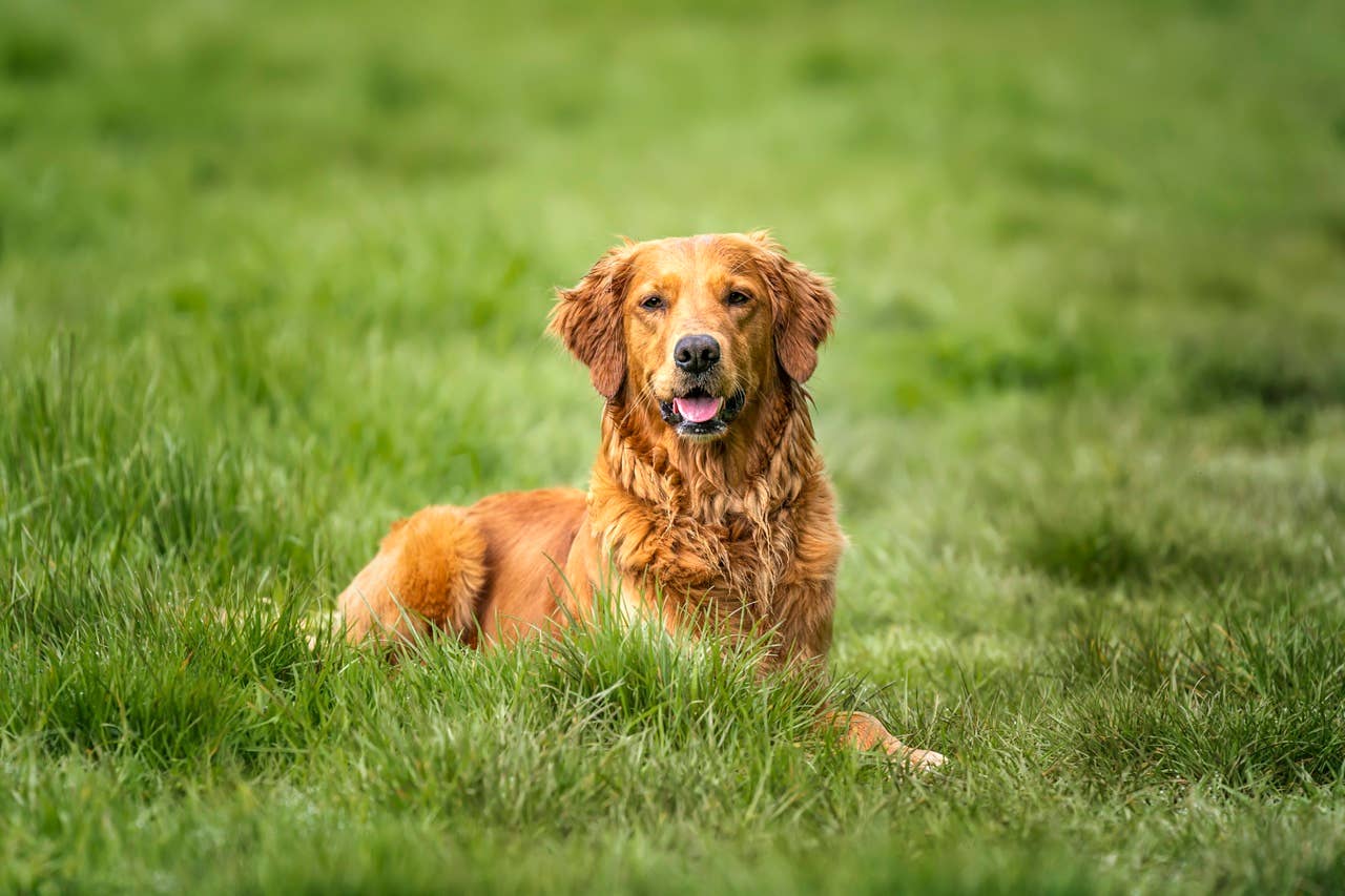 Meet 5 Types of Golden Retrievers, According to Experts - Parade Pets