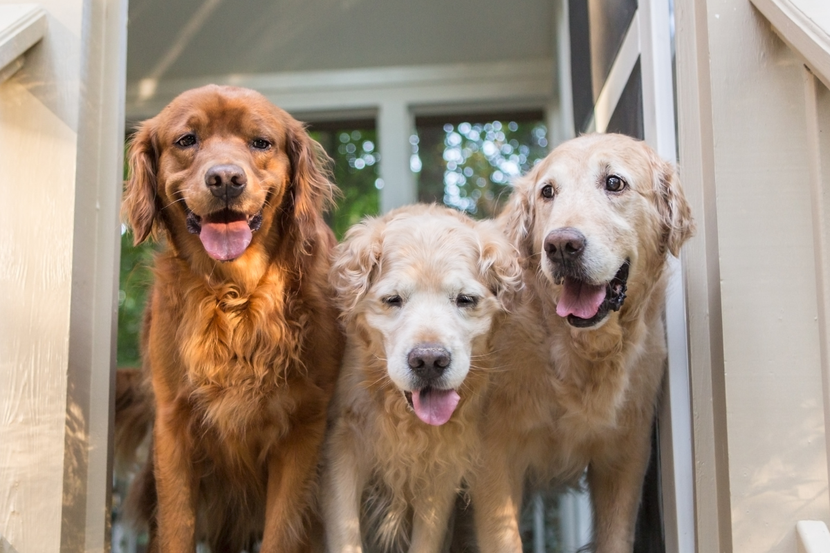 Group of Silly Golden Retrievers Can’t Stop Smiling While Mom Tries To ...