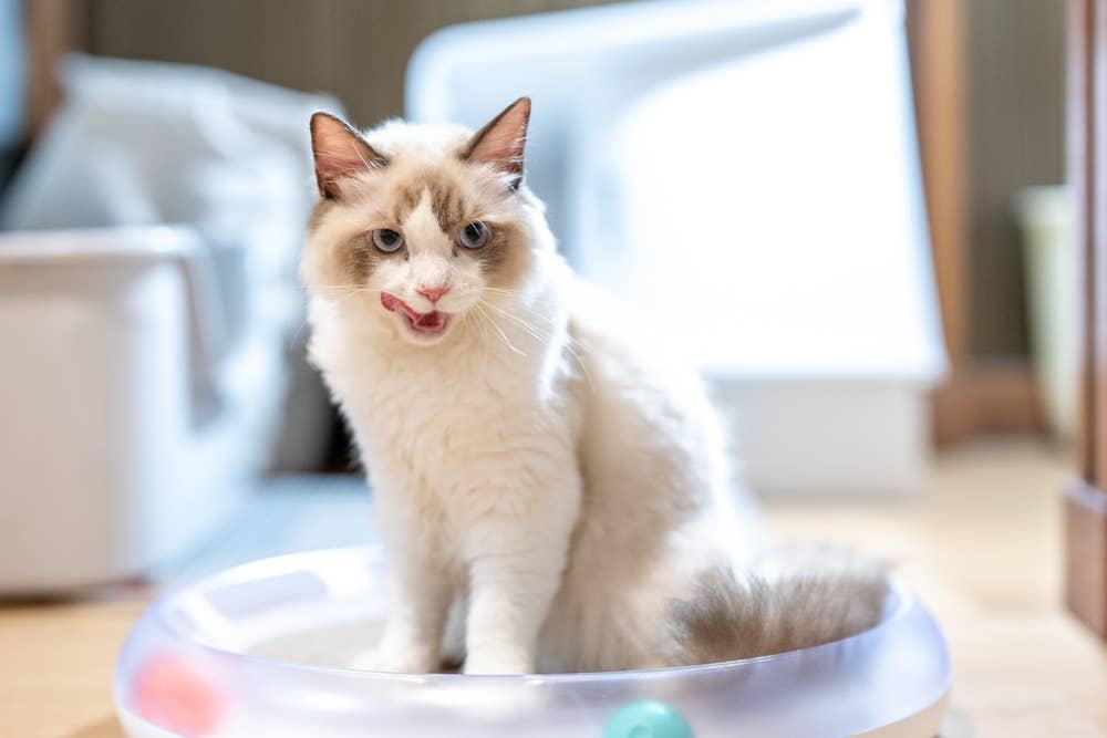 Ragdoll Kittens Have Sweetest Way of Letting Mom Know They Want to ...