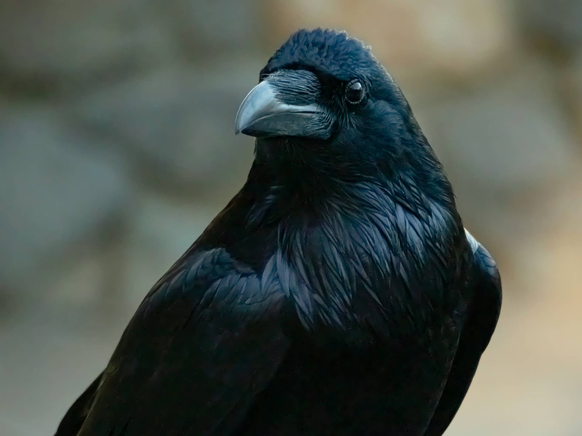 Sweet Raven Patiently Waits for Gourmet Breakfast Like Little Bird ...