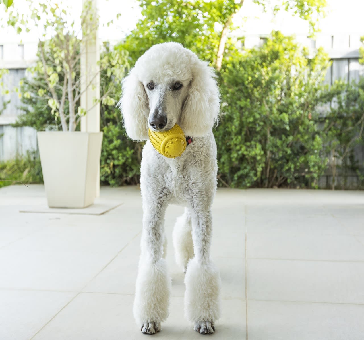 5 Best Dog Breeds to Play Fetch With, According to Vets - Parade Pets