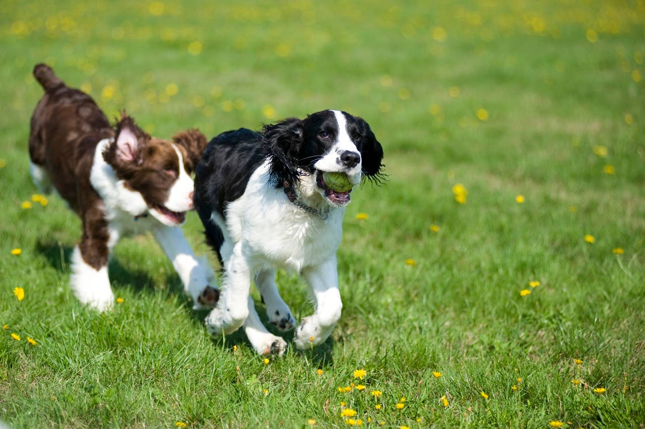 5 Best Dog Breeds to Play Fetch With, According to Vets - Parade Pets