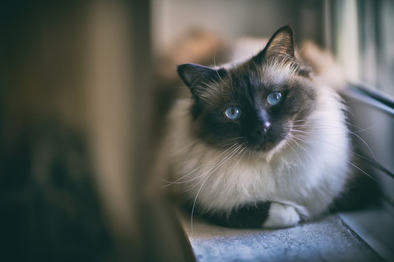 5 Cat Breeds Similar to Maine Coons, According to Vets - Parade Pets