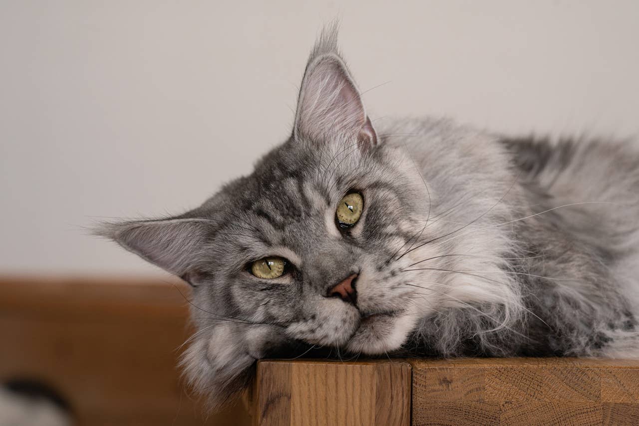 5 Cat Breeds Similar to Maine Coons, According to Vets - Parade Pets