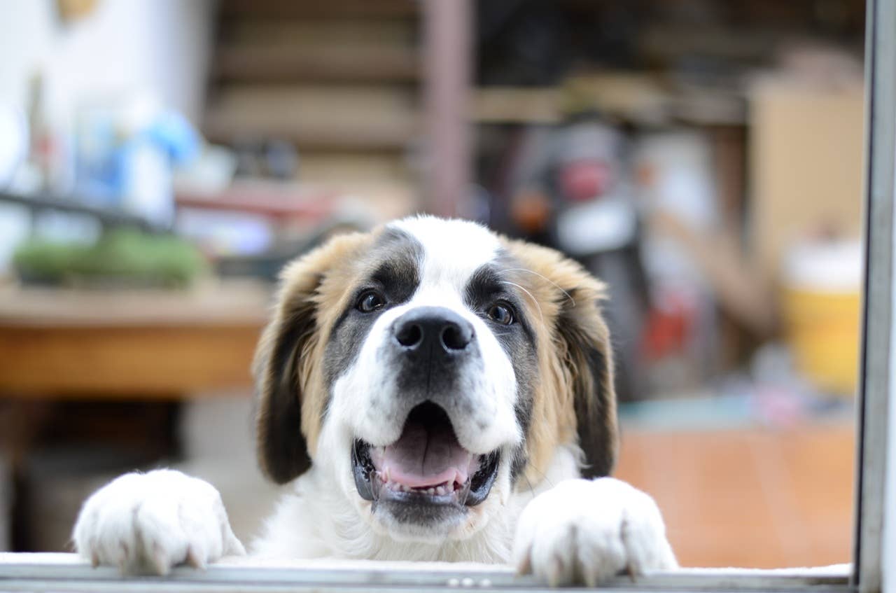 5 Most Gentle Dog Breeds for Families, Say Vets - Parade Pets