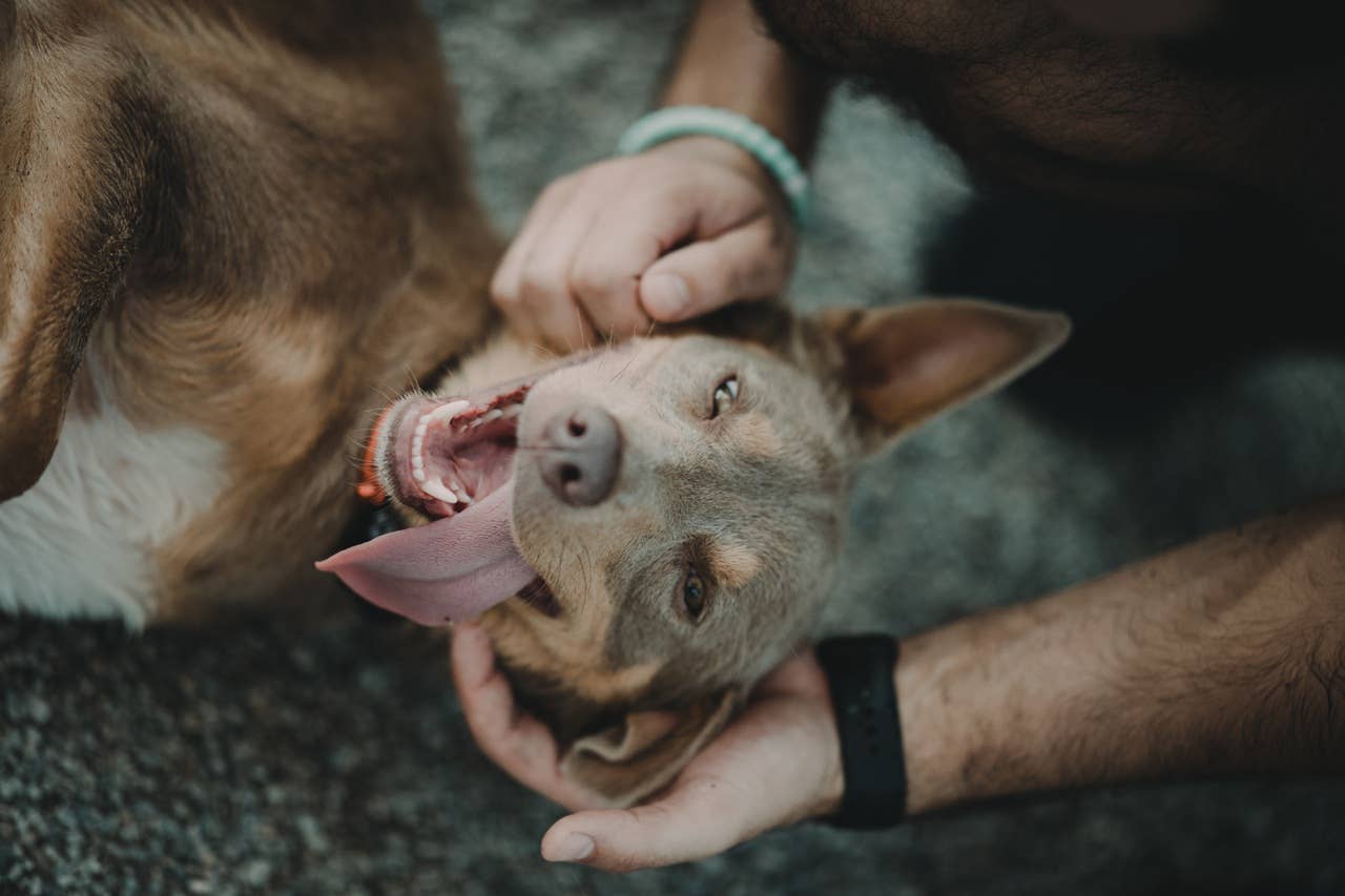 6 Popuar Australian Dog Breeds, According to Experts - Parade Pets