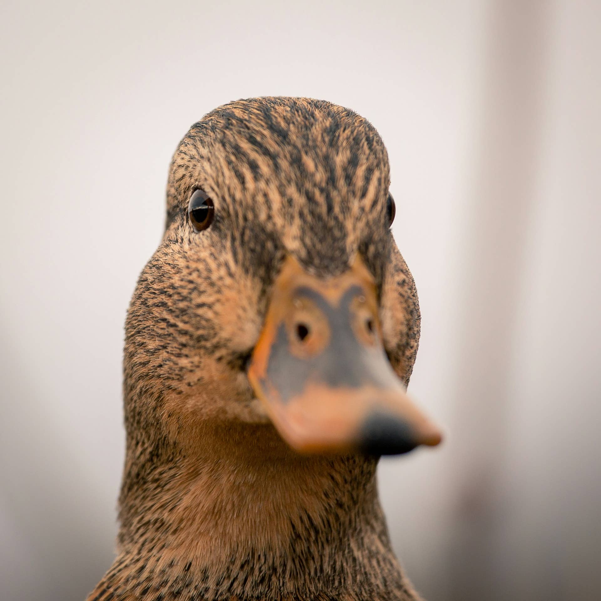 Duck Roasting His Little Feet by Toasty Fire Is Clearly Living the ...