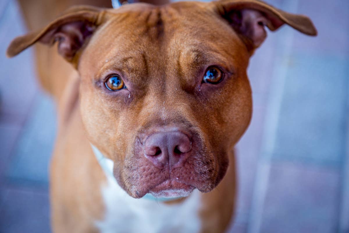 Sad Pit Bull Surrendered From Only Home She'd Ever Known Still Greets ...