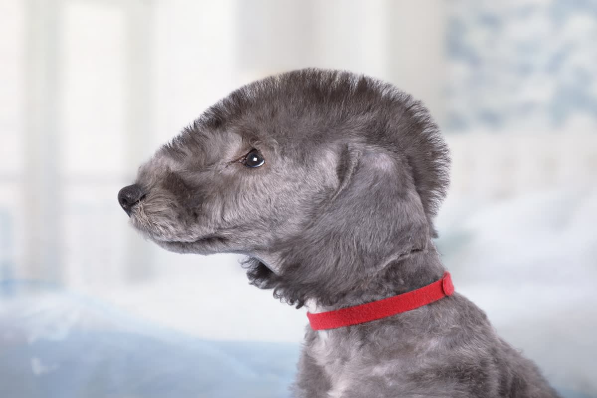 Bedlington Terrier Puppy's Unique 'Noodle' Head Is Even Cuter as ...