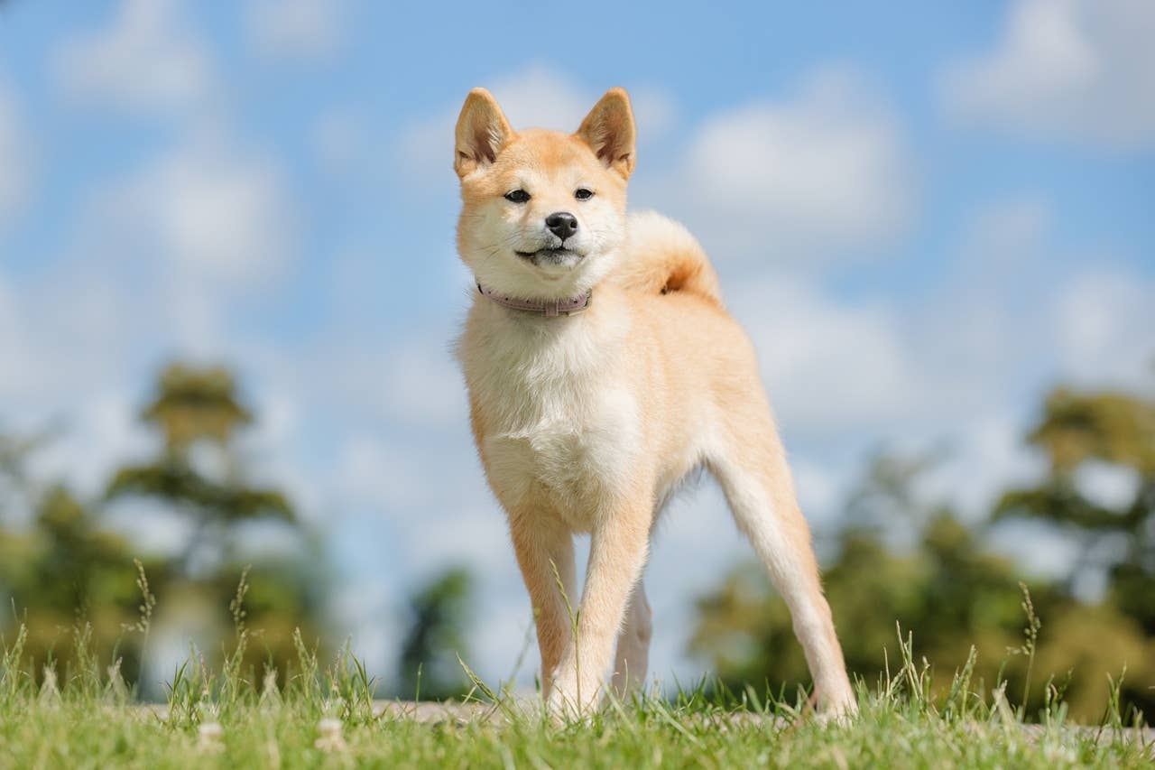 Vets Reveal 6 Rare Dog Breeds You Probably Haven’t Seen - Parade Pets