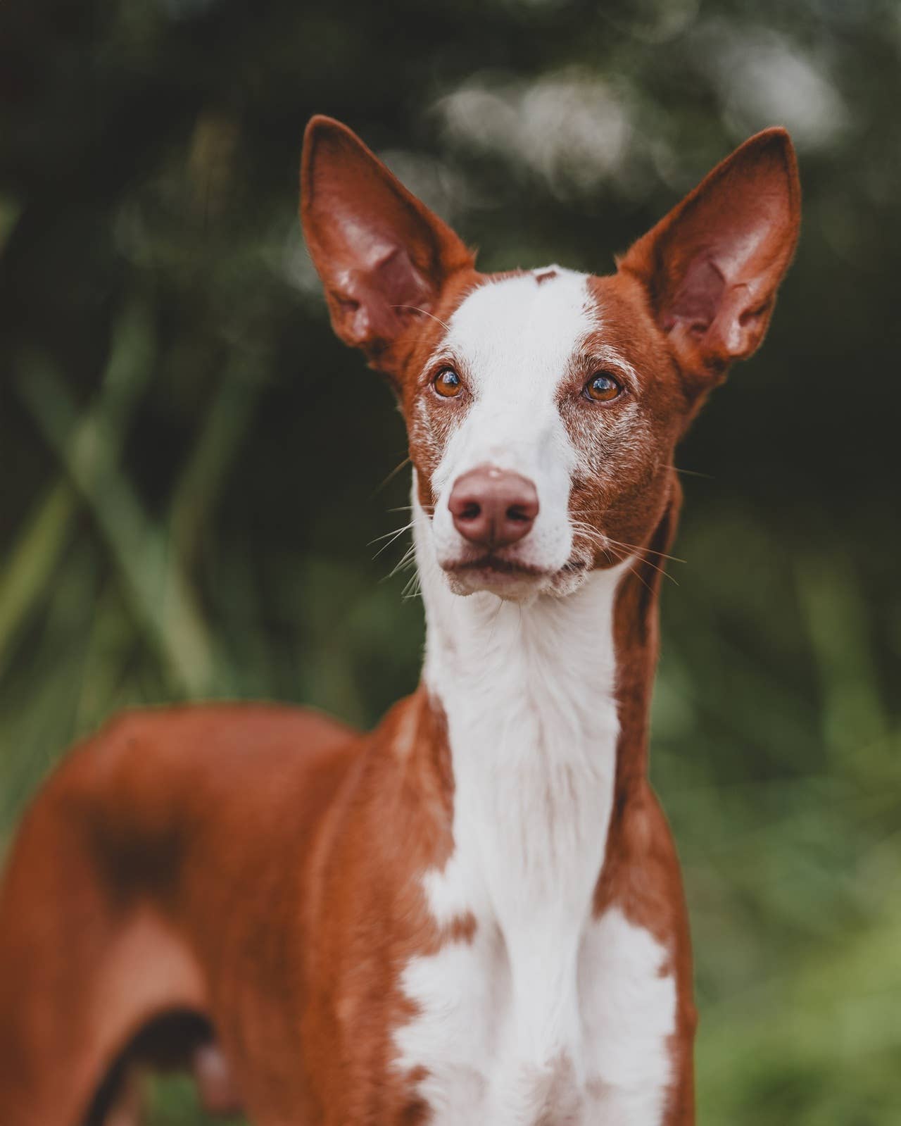 Vets Reveal 6 Rare Dog Breeds You Probably Haven’t Seen - Parade Pets