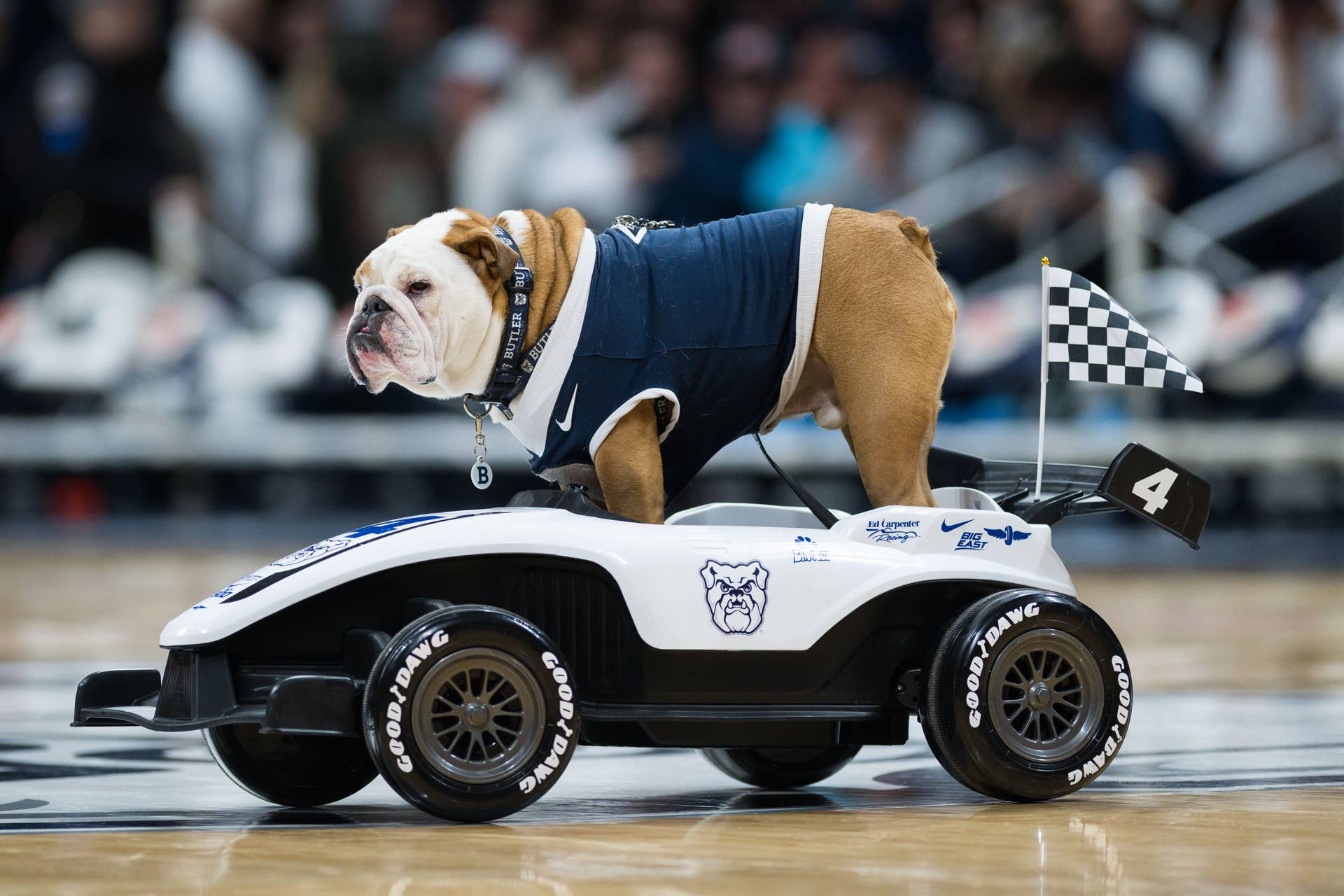 Butler U's Mascot ‘Blue’ Is Adorable in Team’s Pre-Game Ritual - Parade ...