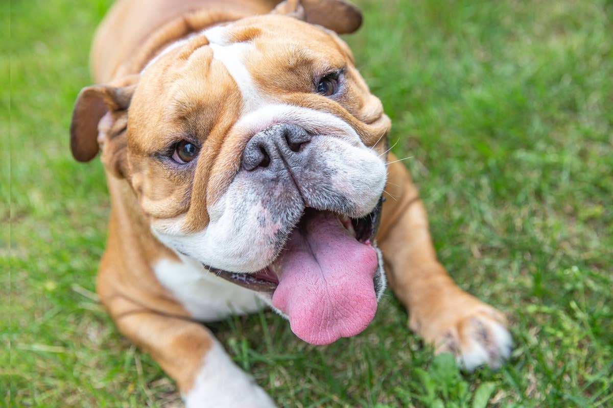 Neglected Bulldog 'Coming Back to Life' After Someone Finally Cared for ...