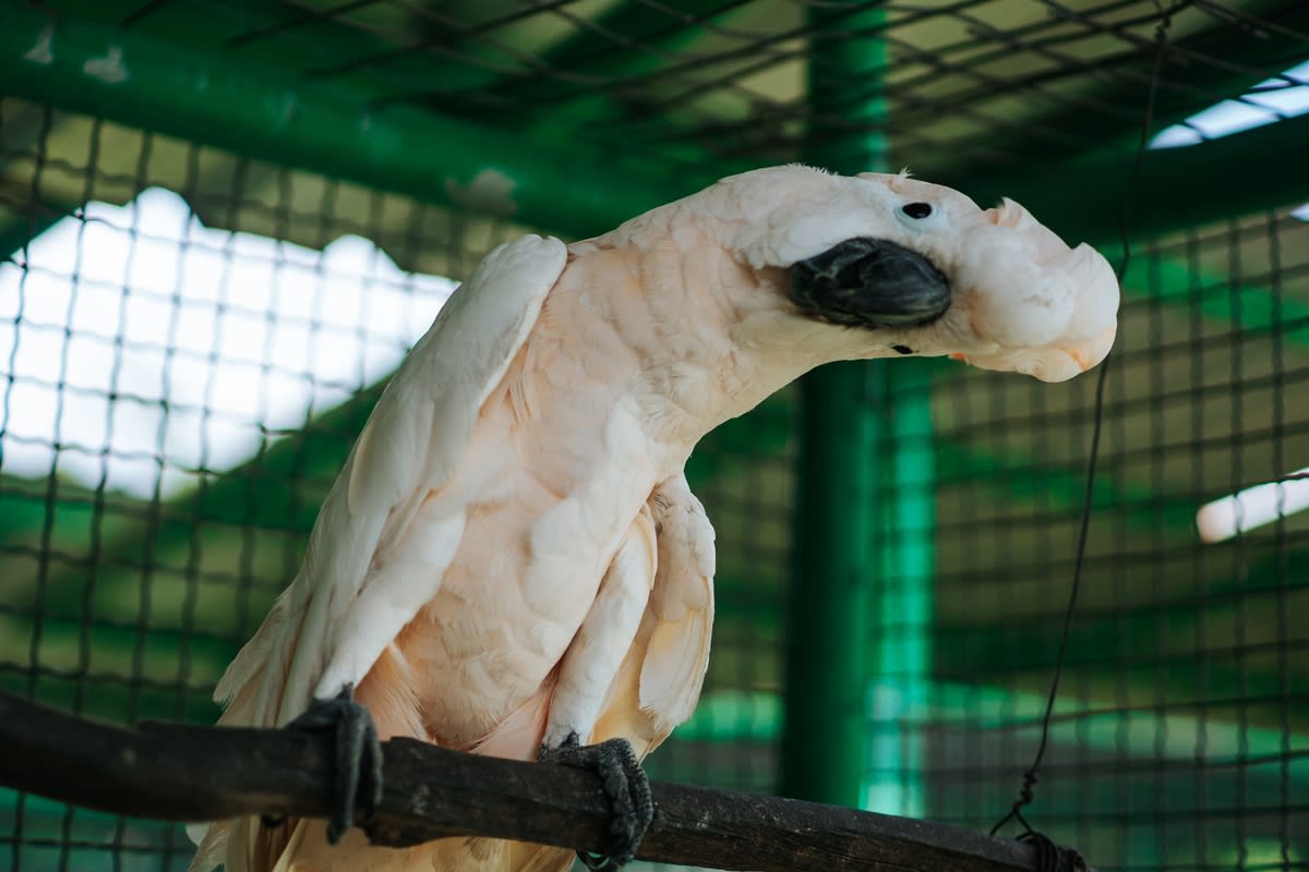 Cockatoo Turns Into Tiny Velociraptor After Seeing Big Truck Outside ...