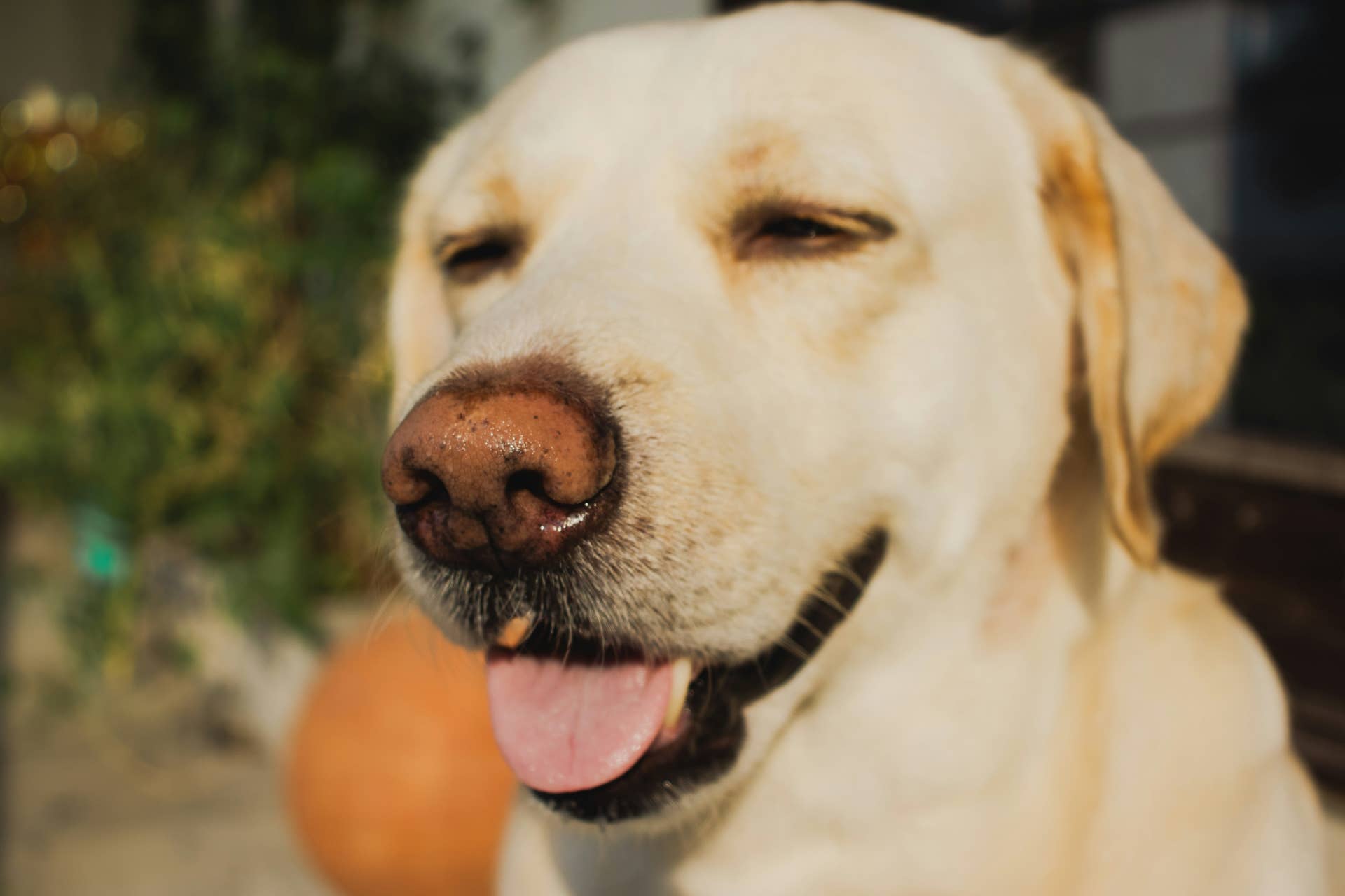 Labrador's Adorable Chatter Sounds Like He's Stapling Papers - Parade Pets