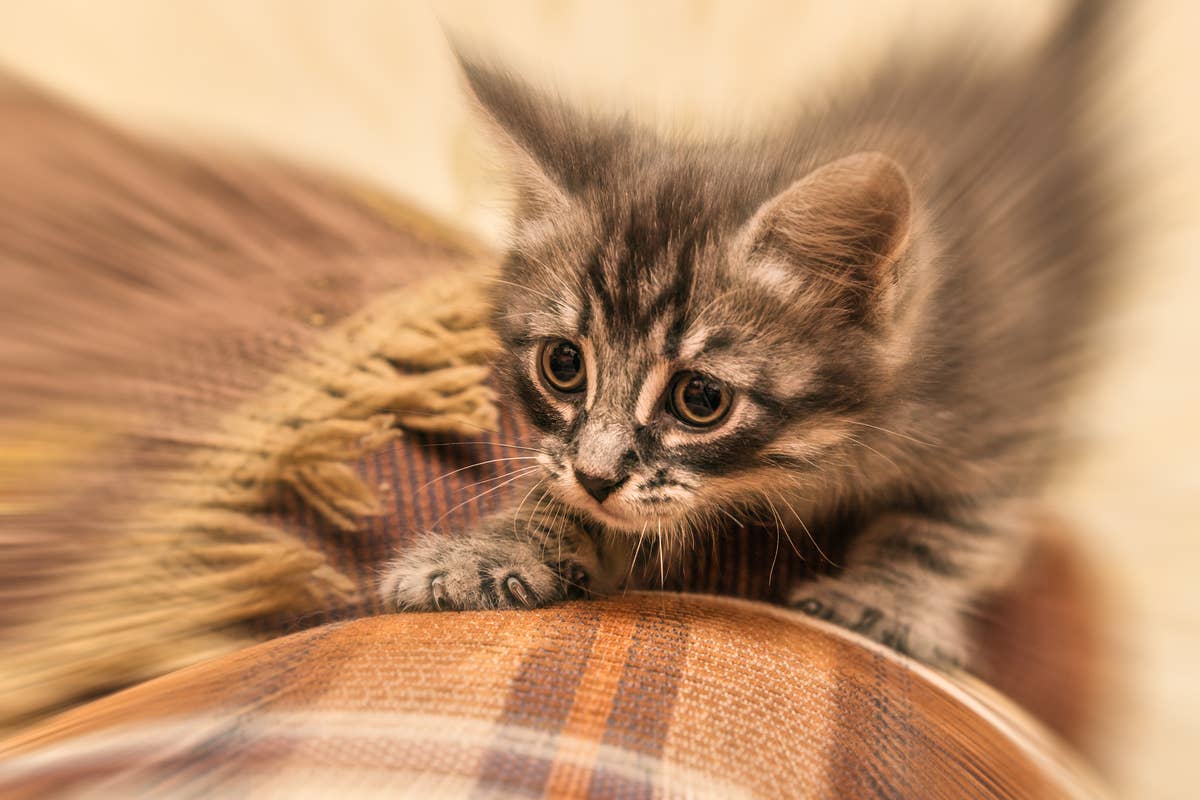 Fluffy Kitten Crew 'Freaks Out' Over Mama Cat's Post-Vet 'Outfit ...