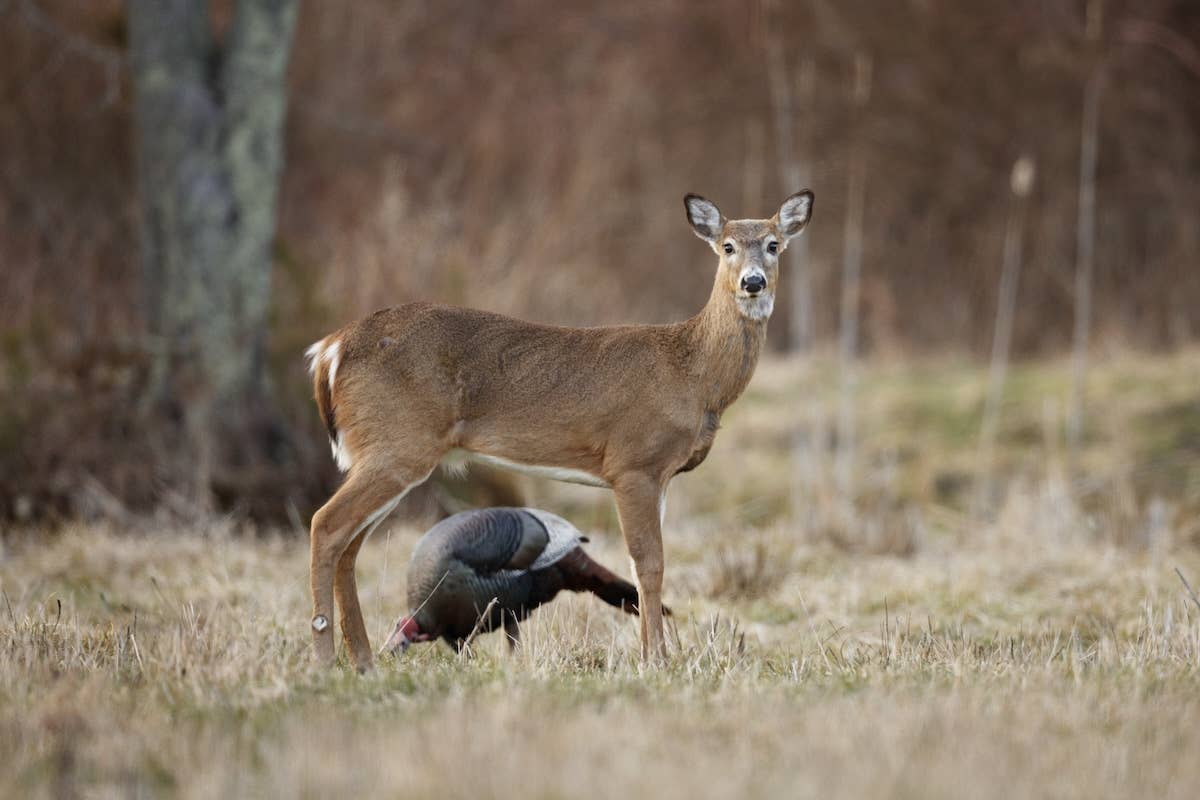 Zoo Captures Rare, Loving Moment Between Deer and Turkey - Parade Pets