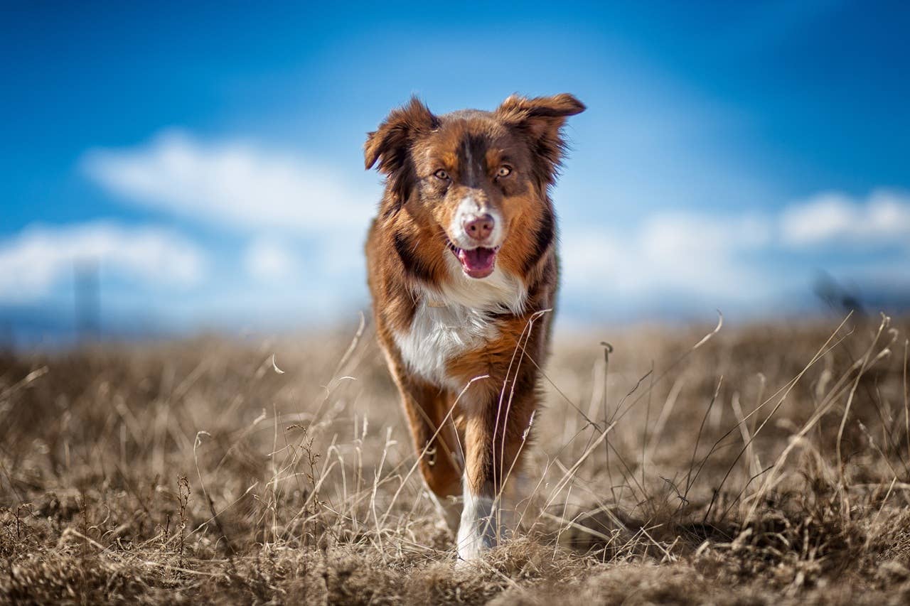 11 Bossy Dog Breeds Who Will Love You Fiercely, Say Experts - Parade Pets