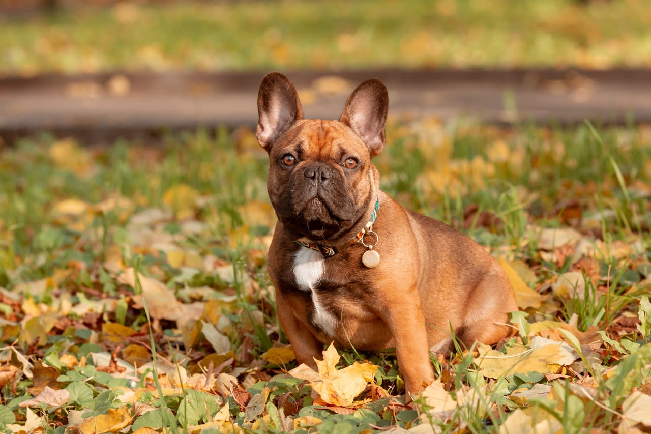 11 Bossy Dog Breeds Who Will Love You Fiercely, Say Experts - Parade Pets